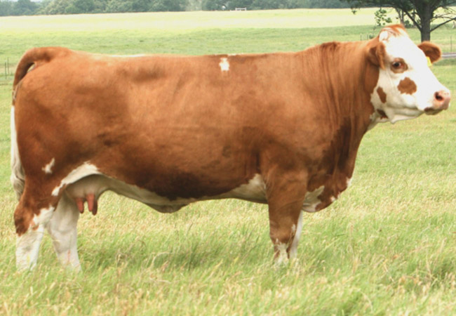 BAR 5 MS Pedodi 806L - Lara Leigh Simmentals
