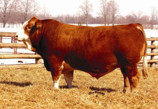 BAR 5 P SA Evolution 418S (P) Fullblood - Lara Leigh Simmentals