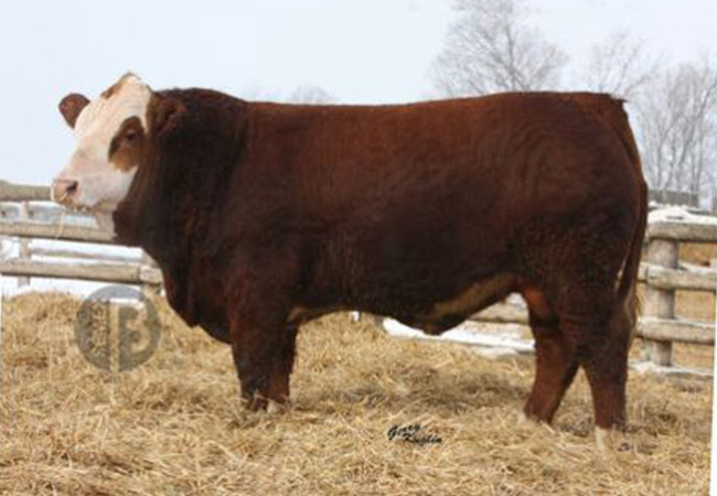 BAR 5 SA Glover 854T (P) Fullblood - Lara Leigh Simmentals